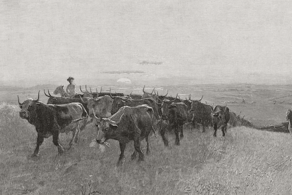 7 Essential Cowboy Skills Every Ranch Hand Needed | Way Out West